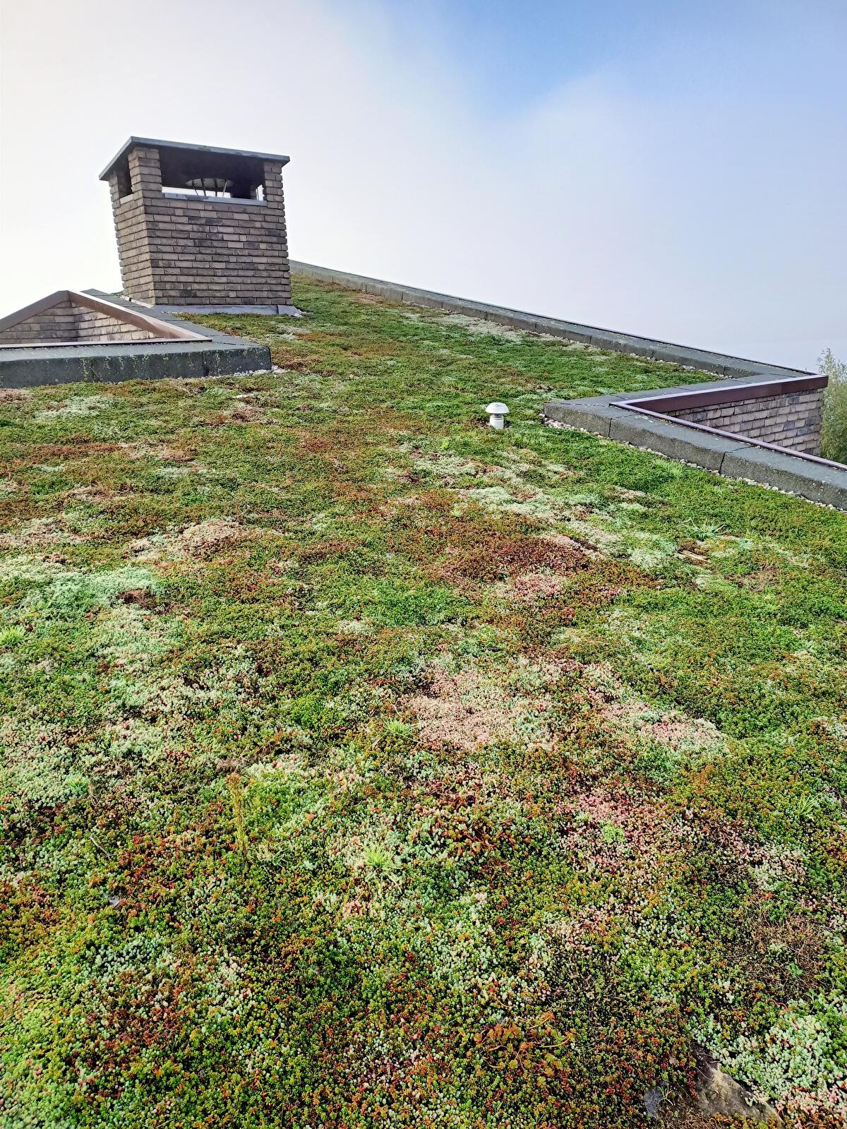 Groene daken - HW Mollema